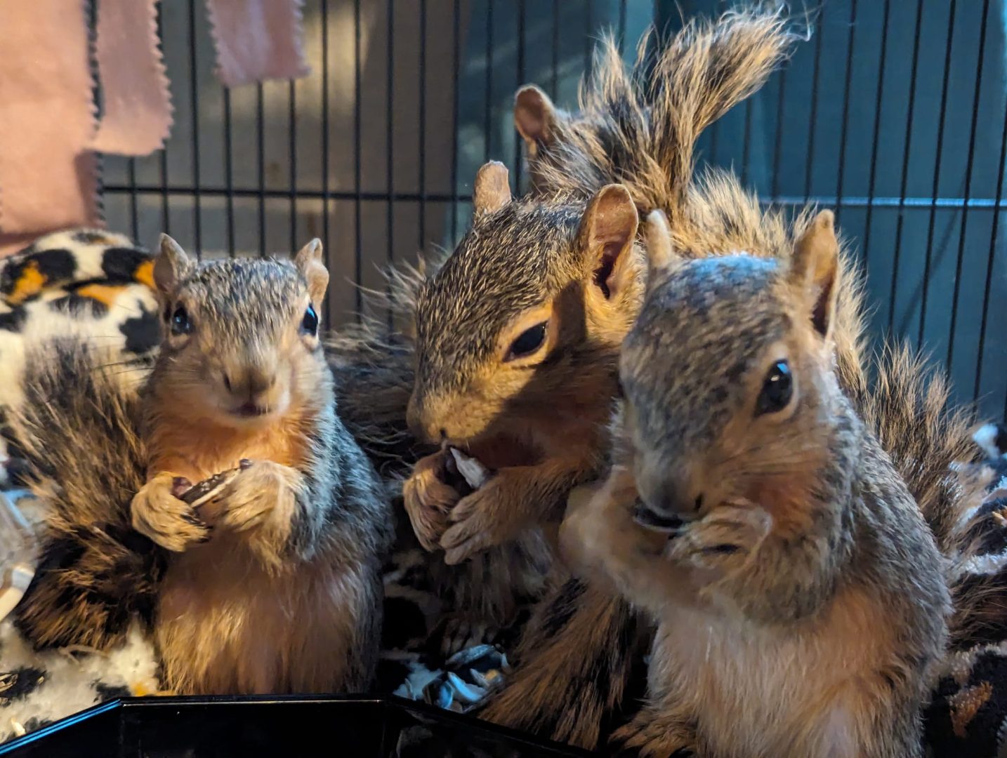 Home Granny S Boise Squirrel Rescue