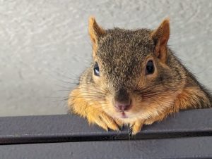 Home - Granny's Boise Squirrel Rescue