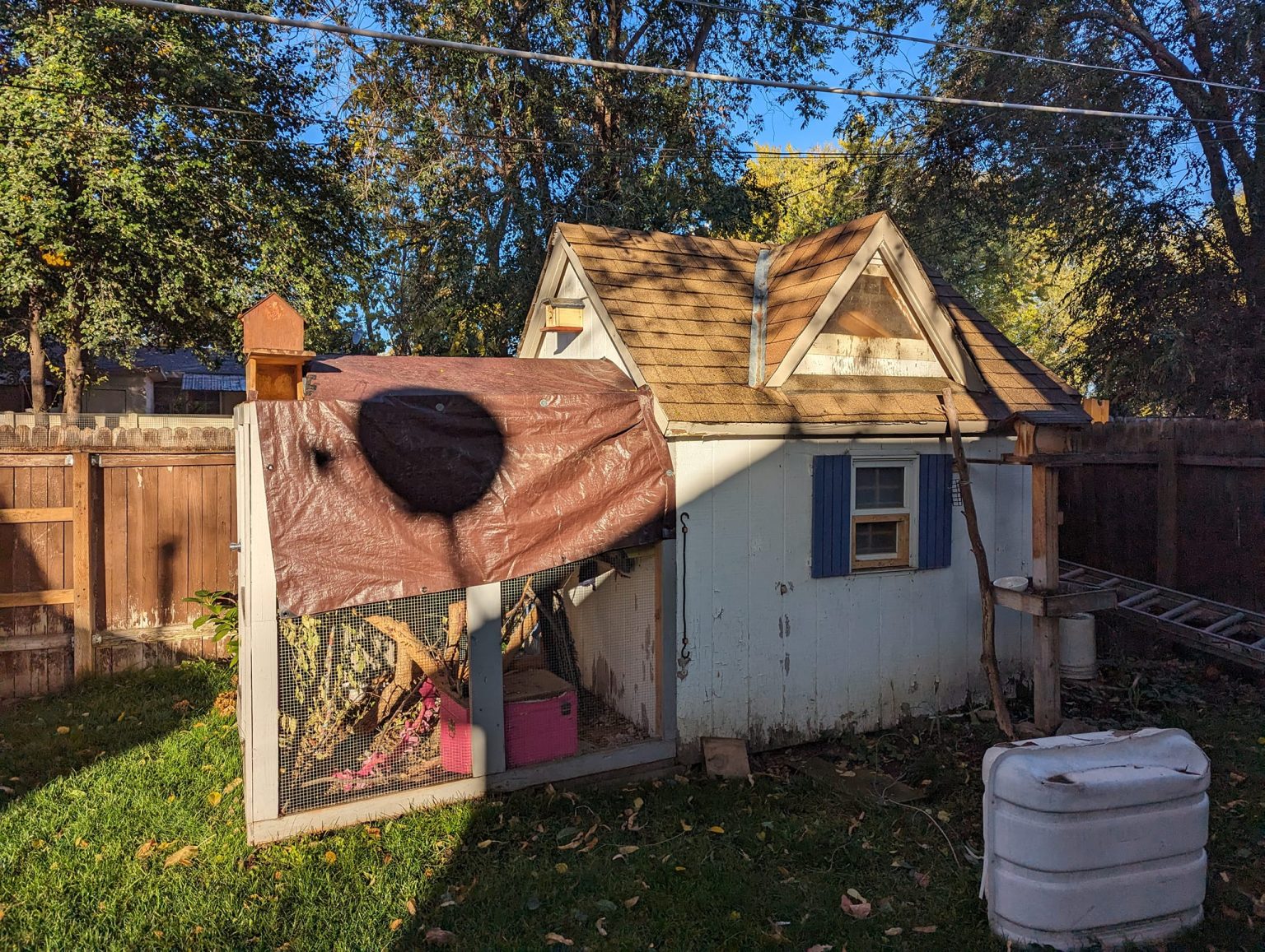 Home - Granny's Boise Squirrel Rescue