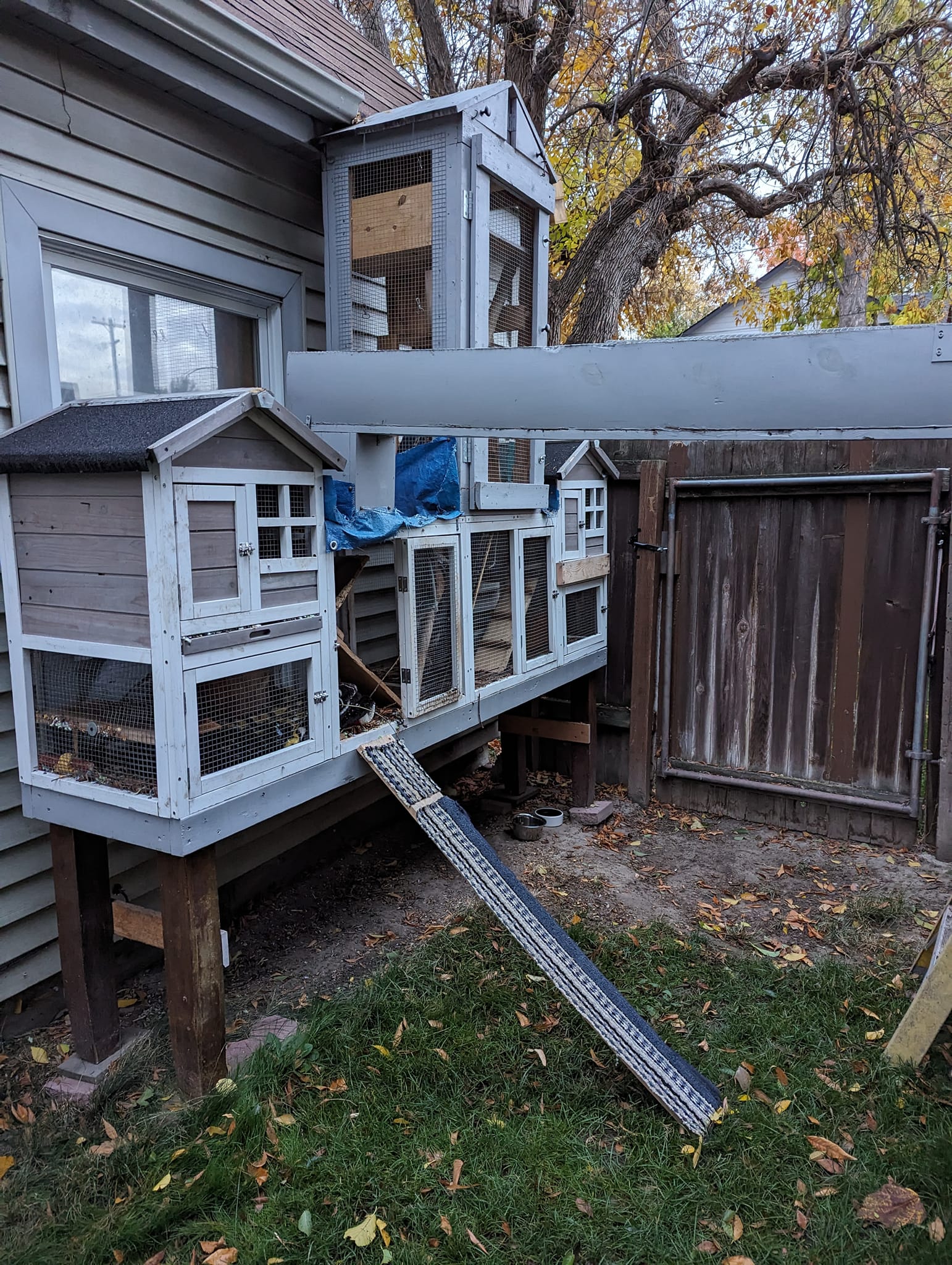 Home - Granny's Boise Squirrel Rescue